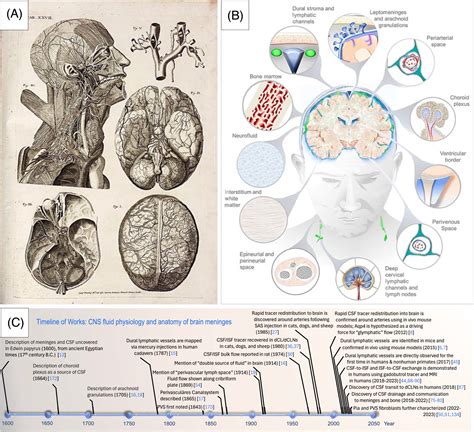 Understanding Central Nervous System Fluid Networks Historical