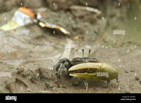 Fidler Crab High Resolution Stock Photography And Images Alamy