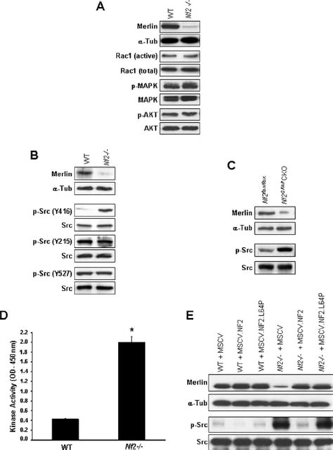 Merlin Regulates Src Activation In Nf2 Ϫ Ϫ Glial Cells A Rac1 Download Scientific Diagram