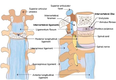 Lumbar Puncture Procedure Anatomy Central Nervous System Procedures