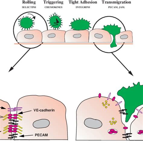 Schematic Representation Of Leukocyte Transmigration And Download