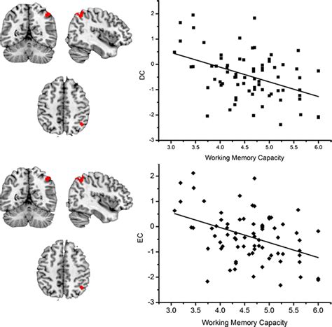 A Cluster In The Right Intraparietal Sulcus X 42 Y −57 Z 48 Download Scientific