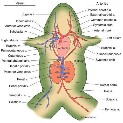 Zoology Life Science And Biomedical Carlson Stock Art