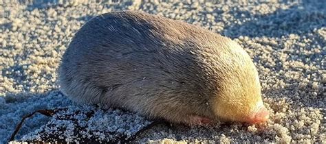 El Milagroso Retorno Del Topo Dorado Redescubrieron Una Especie Que No