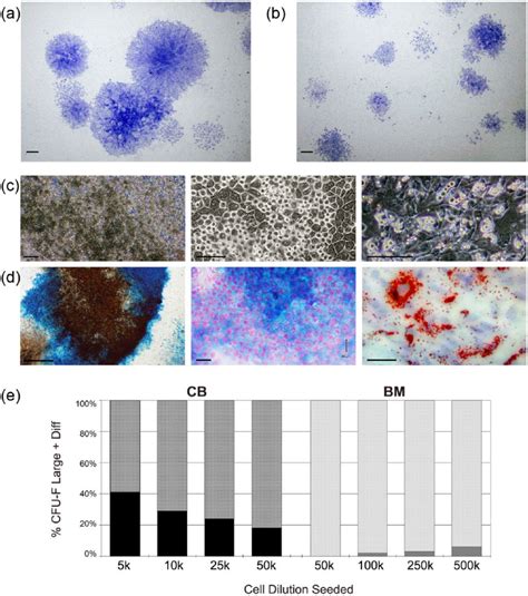 Primary Cfu F From Cb Are Larger And Spontaneously Differentiate To