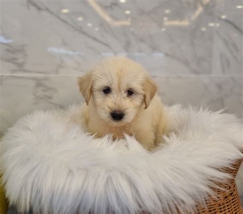 삽살개 파랑 미니비숑프리제성격 토이푸들성격 골든리트리버성격 래브라도리트리버성격 닥스훈트성격 도베르만성격 말티치성격 말티폼성격 보더콜리성격 프렌치불독성격 빠삐용성격 파피용성격