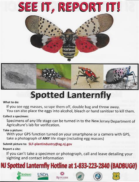 Spotted Fly