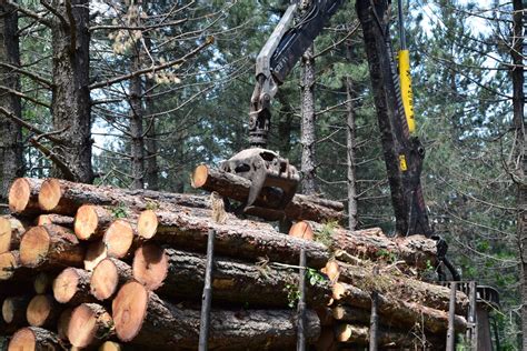 La Filière Forêt Bois Chartes Forestières Pays Cévennes Et Sud Lozère