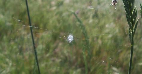 Agropyron Cristatum Imgur