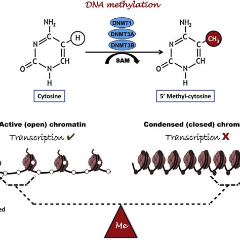 Interplay Between DNA Methylation Gene Transcription And Chromatin
