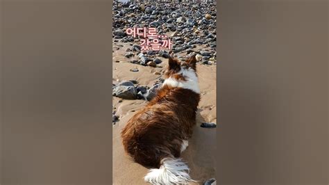 바닷가에서 하염없이 주인을 기다리는 길잃은 강아지 Youtube
