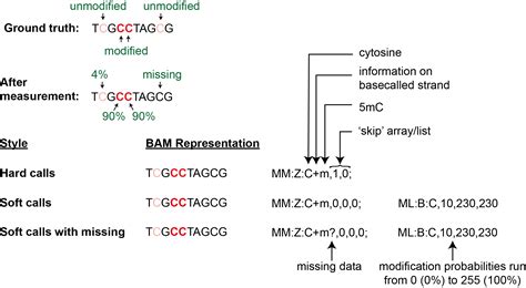 Mod BAM File Format Detection Of DNA Base Modification Using Nanopore Sequencing