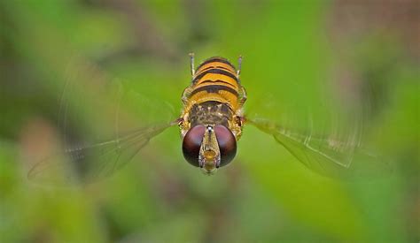 Insects In Flight Insect Photo Contest Photocrowd Photo