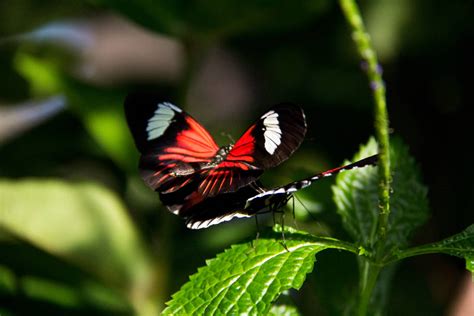 sexual butterfly by flutterlicouss on deviantart