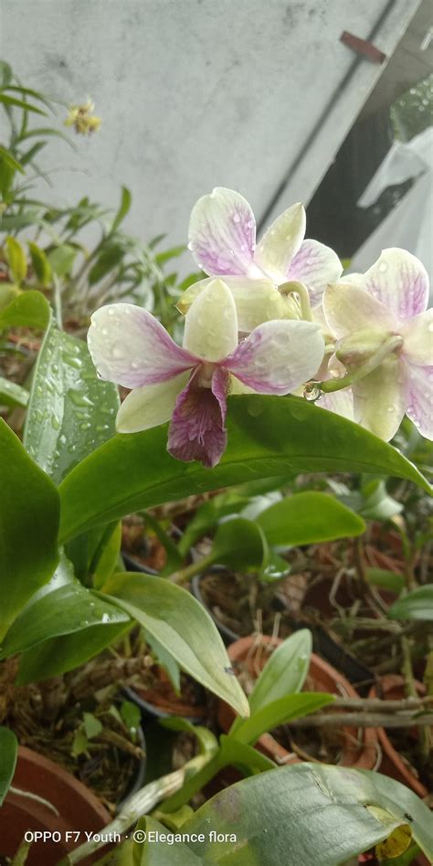 ඕකිඩ් පැල අලෙවිය හා ඕකිඩ් පැල අලෙවිය හා මල් මිලට ගැනීම