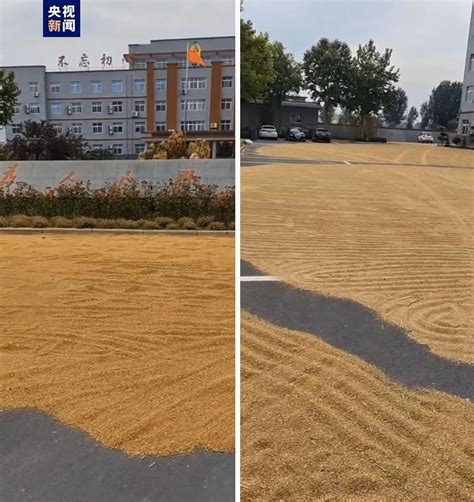 为了颗粒归仓！这些地方变身晒粮场四川在线