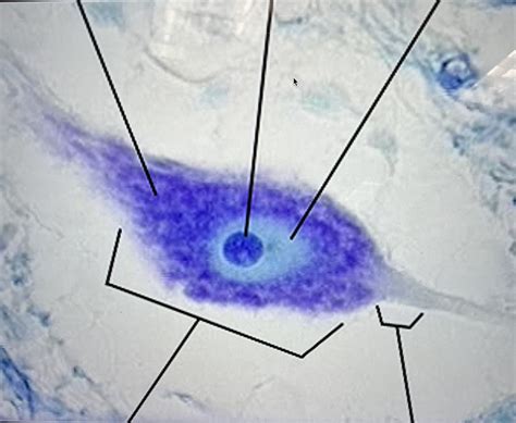 Microscopic Anatomy Of Motor Neuron Diagram Quizlet