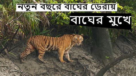 নতুন বছরে বাঘের ডেরায়।।sundarban Tour Video।।royal Bengal Tiger