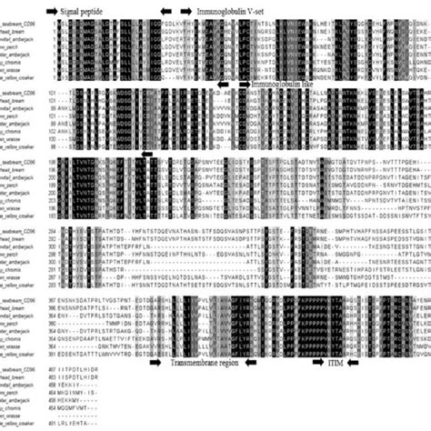 multiple sequence alignment of pmcd96 amino acids with other known