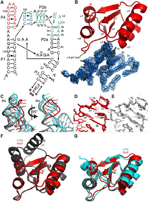 Rna Recognition By Ybxf A Secondary Structure Of The Download