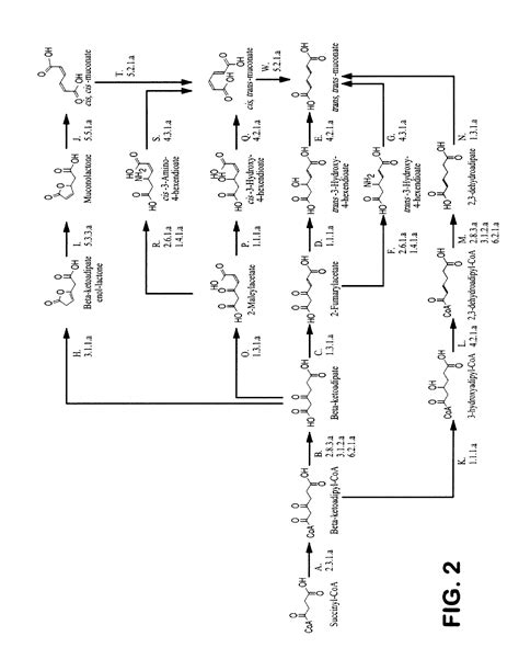Muconic Acid Patented Technology Retrieval Search Results Eureka