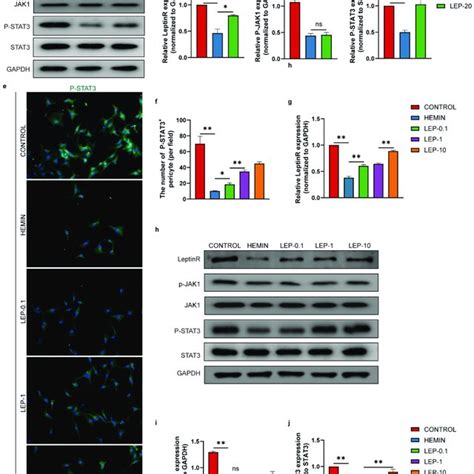 Pericyte Leptinrstat3 Signaling Pathway Is Responsible For Leptin