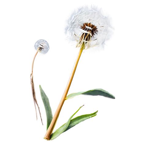 Download Dandelion Seed Blowing Png 5