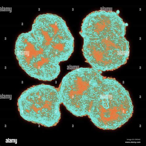 High Resolution Structure Of The Neisseria Gonorrhoeae