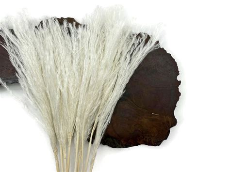 14 16 Bleached White Dried Reed Plume Grass 10 Pieces Moonlight