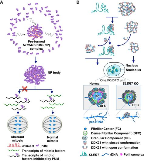 Long Noncoding RNA And Protein Abundance In LncRNPs