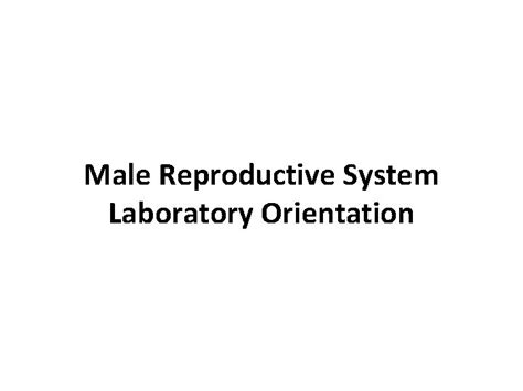 Male Reproductive System Laboratory Orientation Male Genitalia Testis