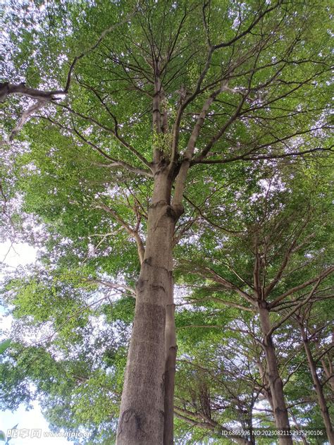 树摄影图 自然风景 自然景观 摄影图库 昵图网