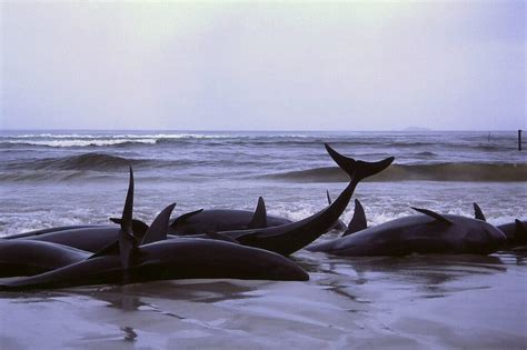 False Killer Whales To Be Euthanized After Mass Stranding In Australia