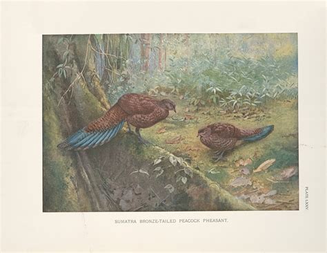 Sumatra Bronze Tailed Peacock Pheasant Artvee