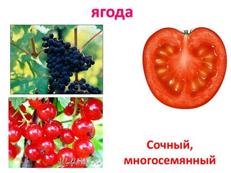 Генеративные органы растений презентация онлайн