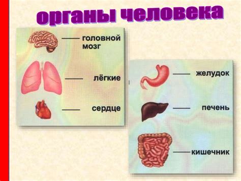 Организм человека презентация онлайн