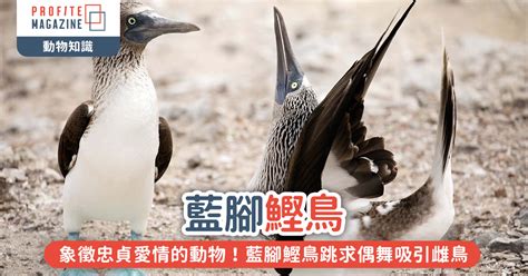 Profite Magazine 藍腳鰹鳥｜象徵忠貞愛情的動物！藍腳鰹鳥跳求偶舞吸引雌鳥
