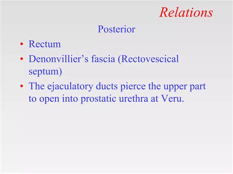 Prostate Anatomypptx