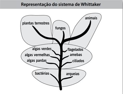Os numerosos sistemas de classificação dos seres vivos FATEC Estuda por aqui