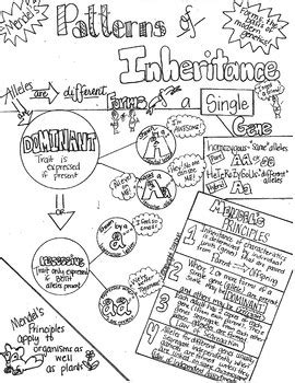 Mendel Patterns Of Inheritance Genetics Sketch Notes W Tch Guide Student Notes
