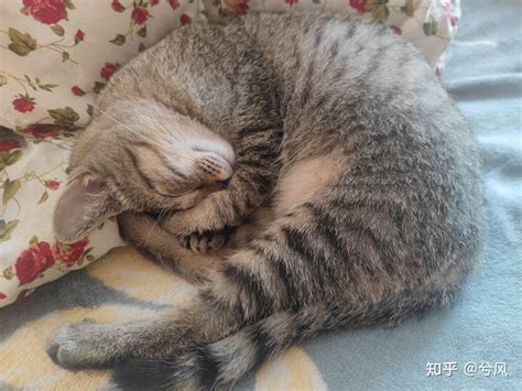 致胖胖的一封信 知乎