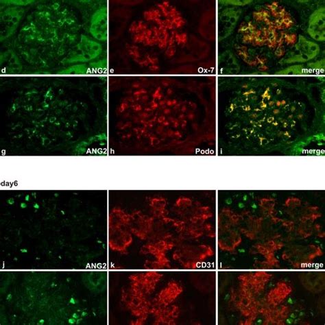 Immunofluorescence Colocalization Studies Using Antibodies Against