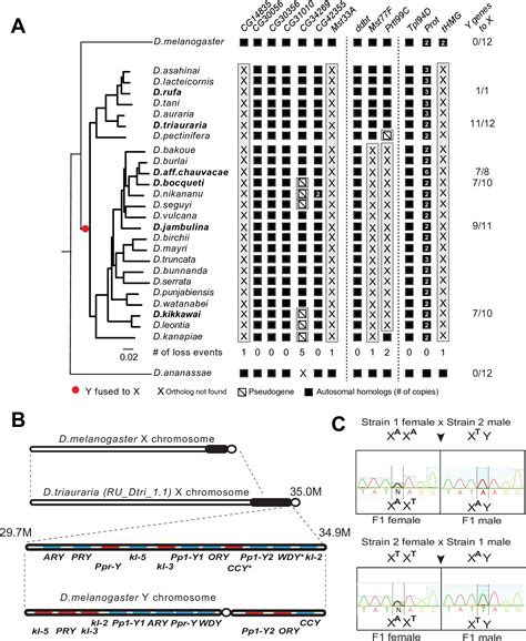 Expansion And Loss Of Sperm Nuclear Basic Protein Genes In Drosophila