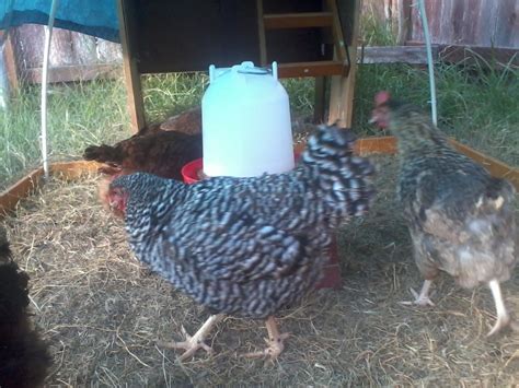 Dominique Hen With Spotted Legs BackYard Chickens Learn How To