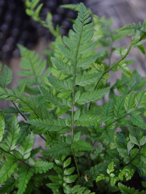 Polystichum tsussimense - Beth Chatto's Plants & Gardens