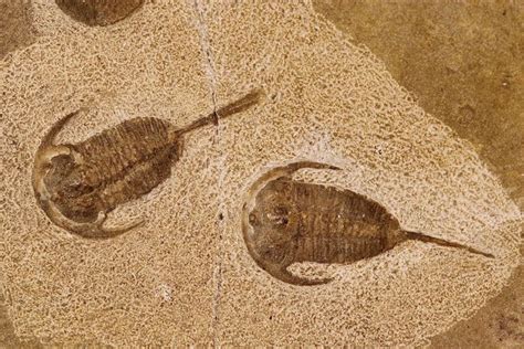 Trilobite Fossil Arthropod Britannica