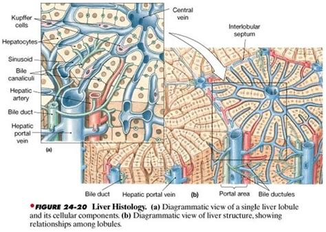 Hepatocytes Structure