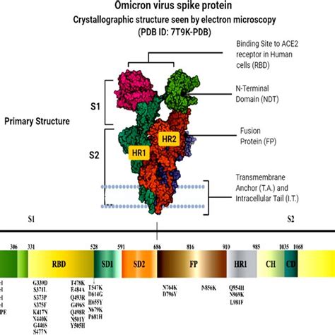Genomic Sequence Of Omicron Variant Of Pdb Download Scientific Diagram