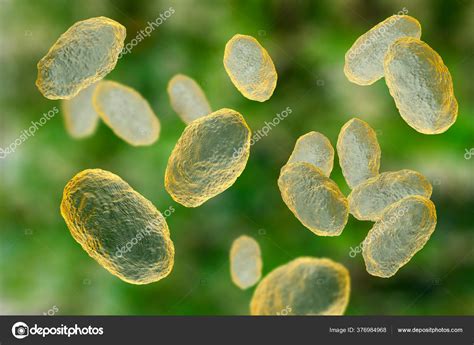 Gram Negative Coccobacillus