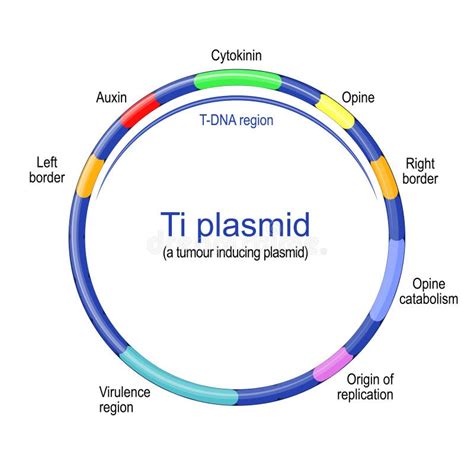 Plasmide E Dna Batterico Recombinante Illustrazione Vettoriale